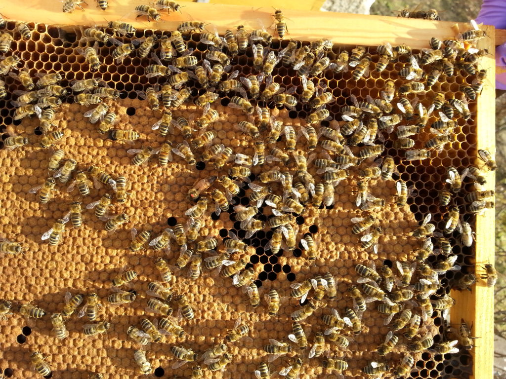 Bienengesundheit – Stadtimkerei Bremgarten